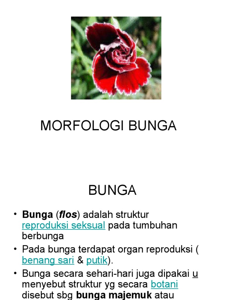 Morfologi Bunga | PDF