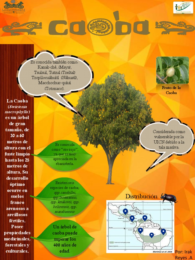 Propiedades y beneficios de la caoba | PDF