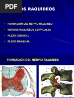 Dermatomas y Miotomas | PDF