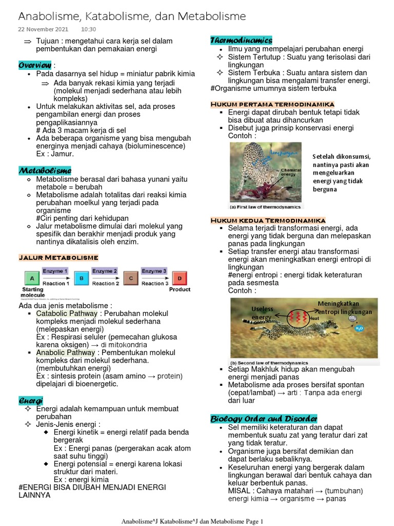 Anabolisme, Katabolisme, Dan Metabolisme | PDF