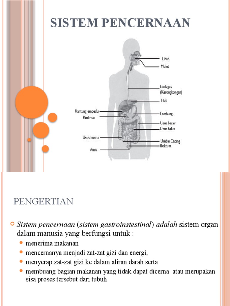 Sistem Pencernaan | PDF | Kesehatan Holistik