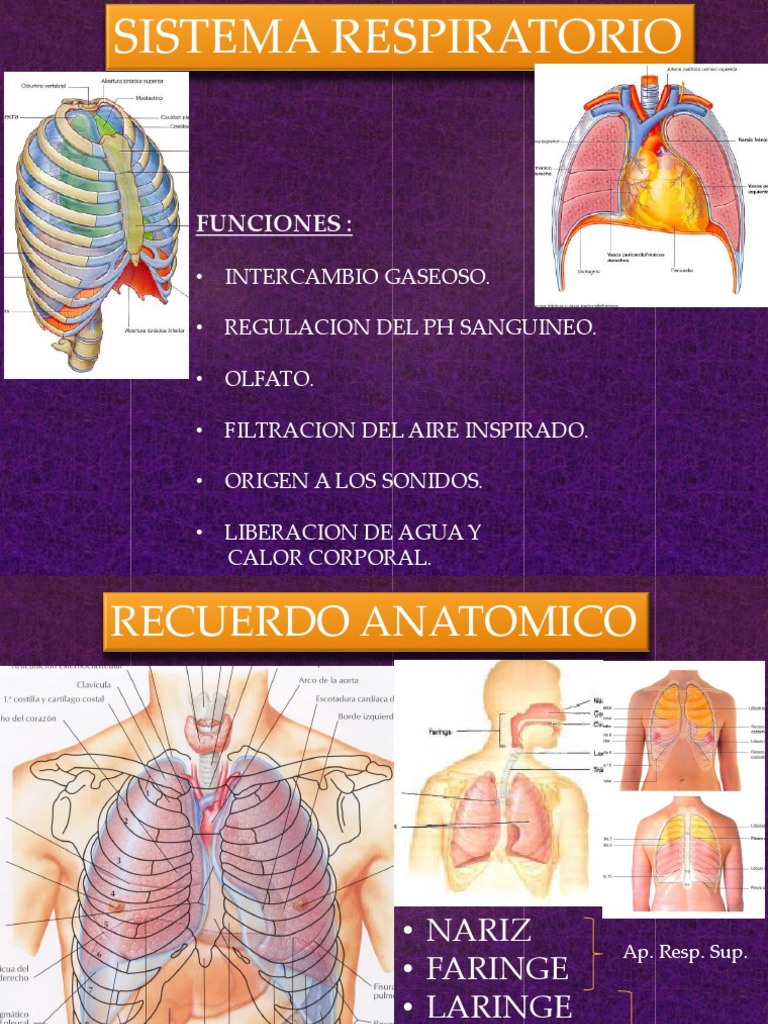Clase 5 - Sist Respiratorio | PDF | Pulmón | Sistema respiratorio Clase 5 - Sist Respiratorio | PDF | Pulmón | Sistema respiratorio