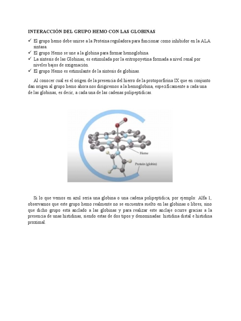 Interacción Del Grupo Hemo y Estado Tenso y Relajado de La Hemoglobina ...