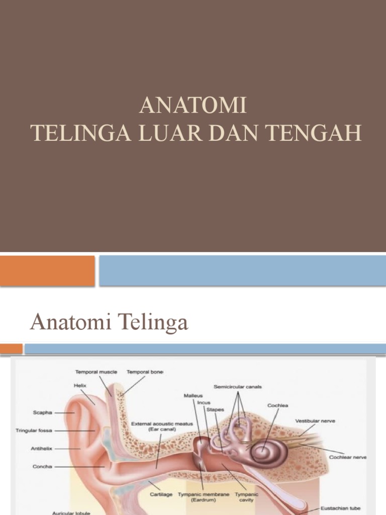 Anatomi Telinga | PDF