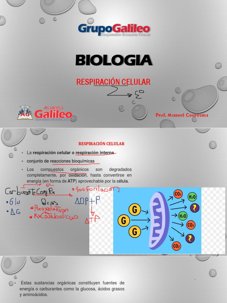 Respiracion Celular | PDF