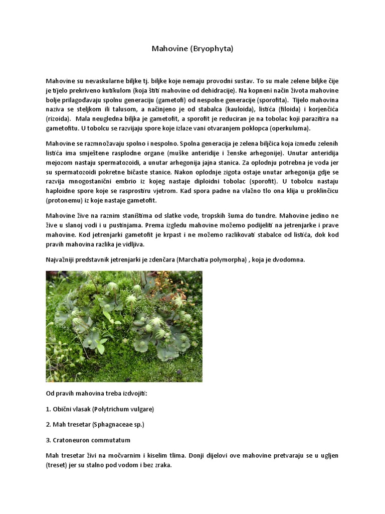 Mahovine | PDF