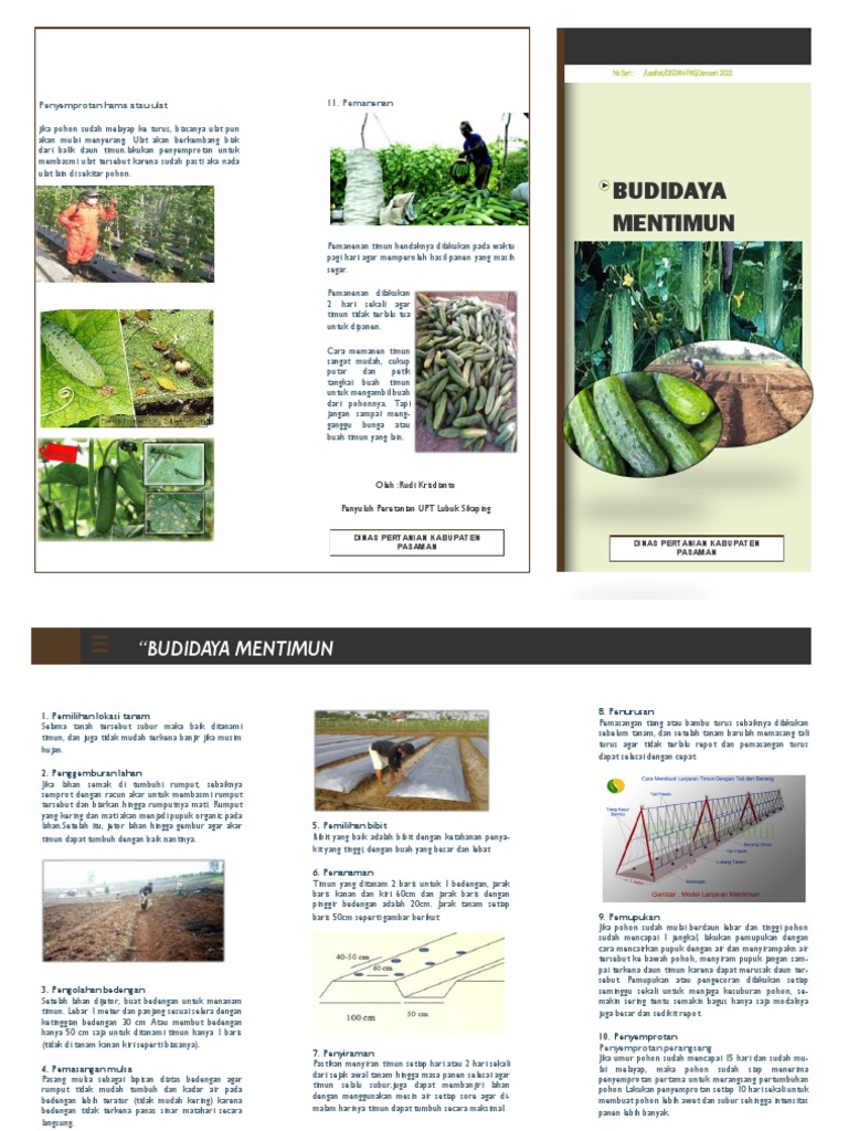 06 Budidaya Mentimun | PDF