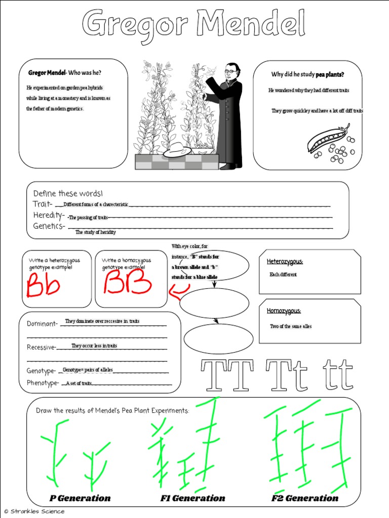 Gregor Mendel Notes Guide | PDF | Language Arts & Discipline