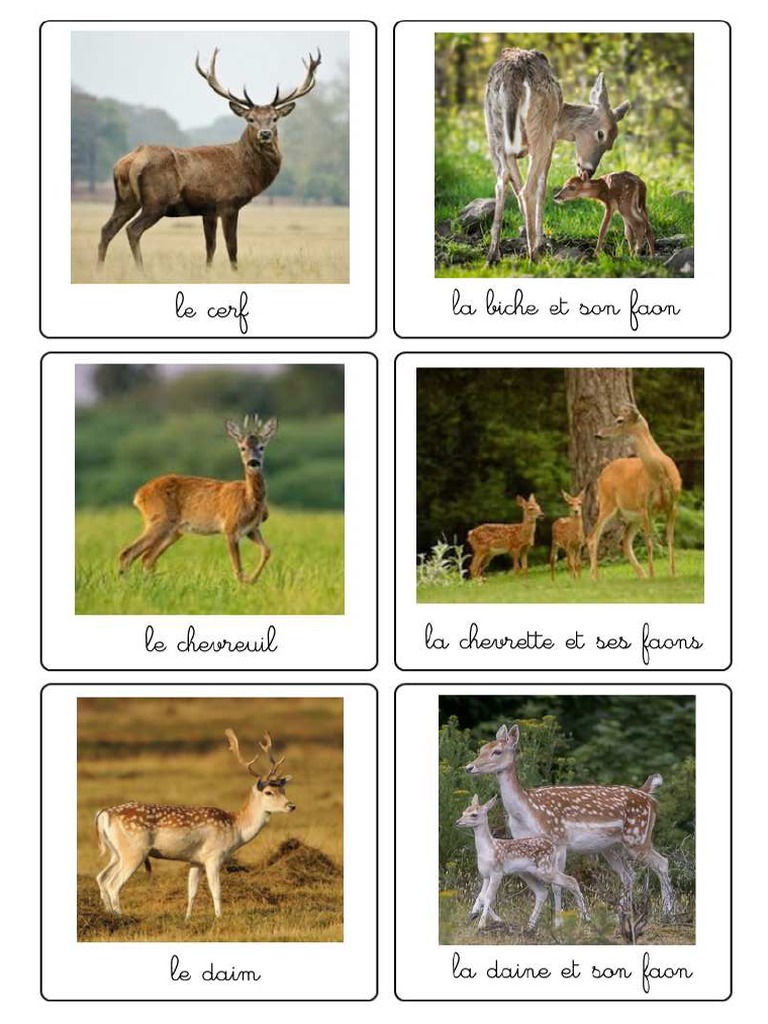 Imagier Animaux de La Foret 1 | PDF