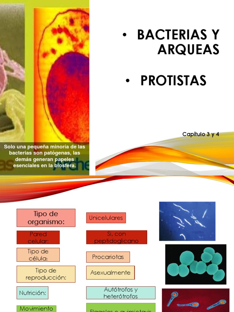 3 y 4. Bacterias y Arqueas - Protistas | PDF | Las bacterias | Biología ...