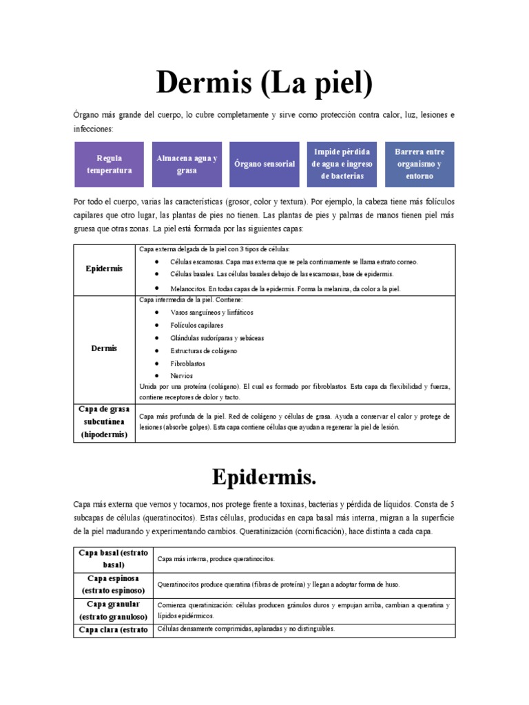 Capas de Epidermis | PDF | Piel | Epidermis