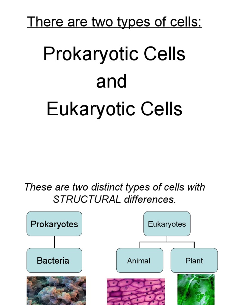 1 Prokaryotic and Eukaryotic | PDF