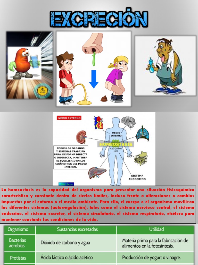 Excreción Plantas-Animales-Humano | PDF | Excreción | Metabolismo