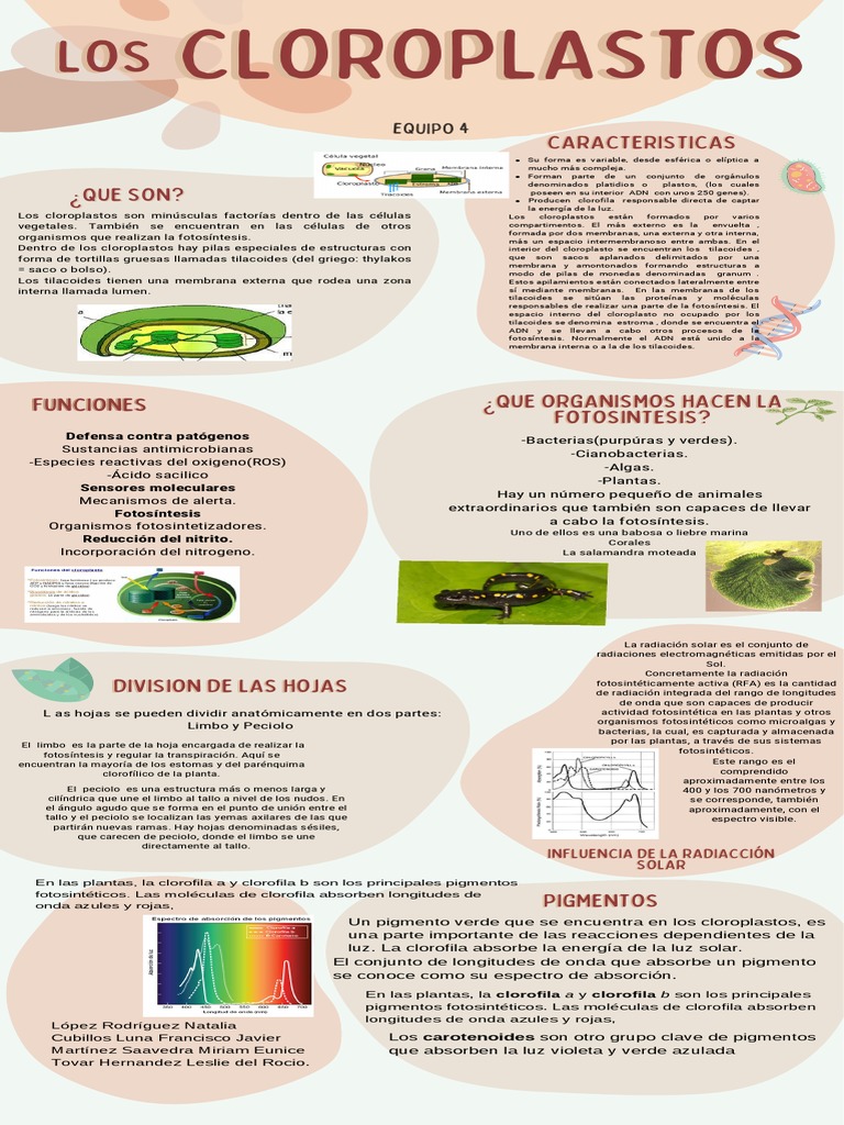 Infografia Cloroplastos | PDF | Cloroplasto | Fotosíntesis