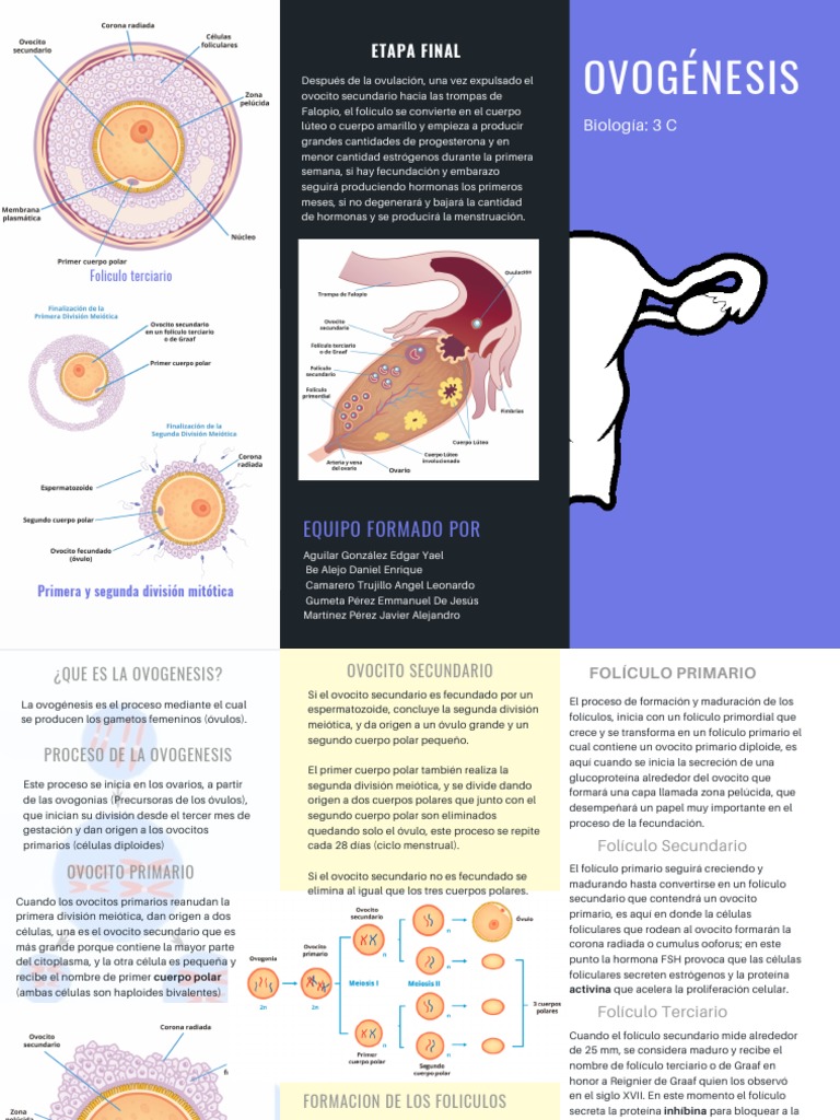 Ovogenesis | PDF | Ovario | Procesos biologicos