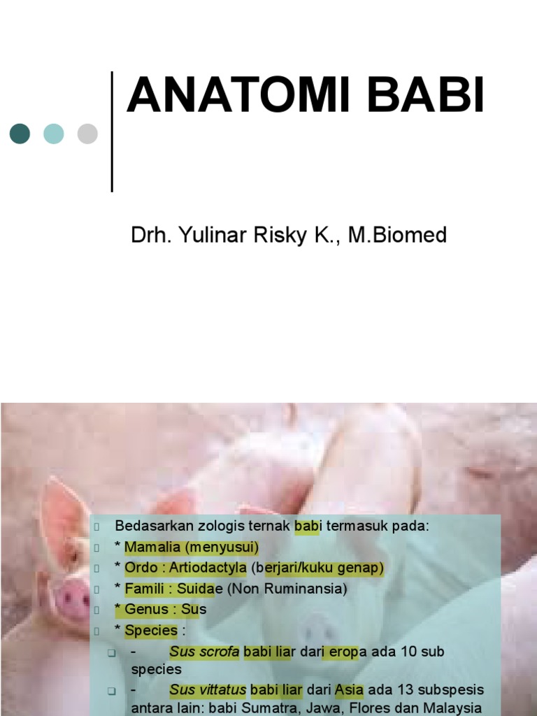 Babi Anvet 3-1 | PDF