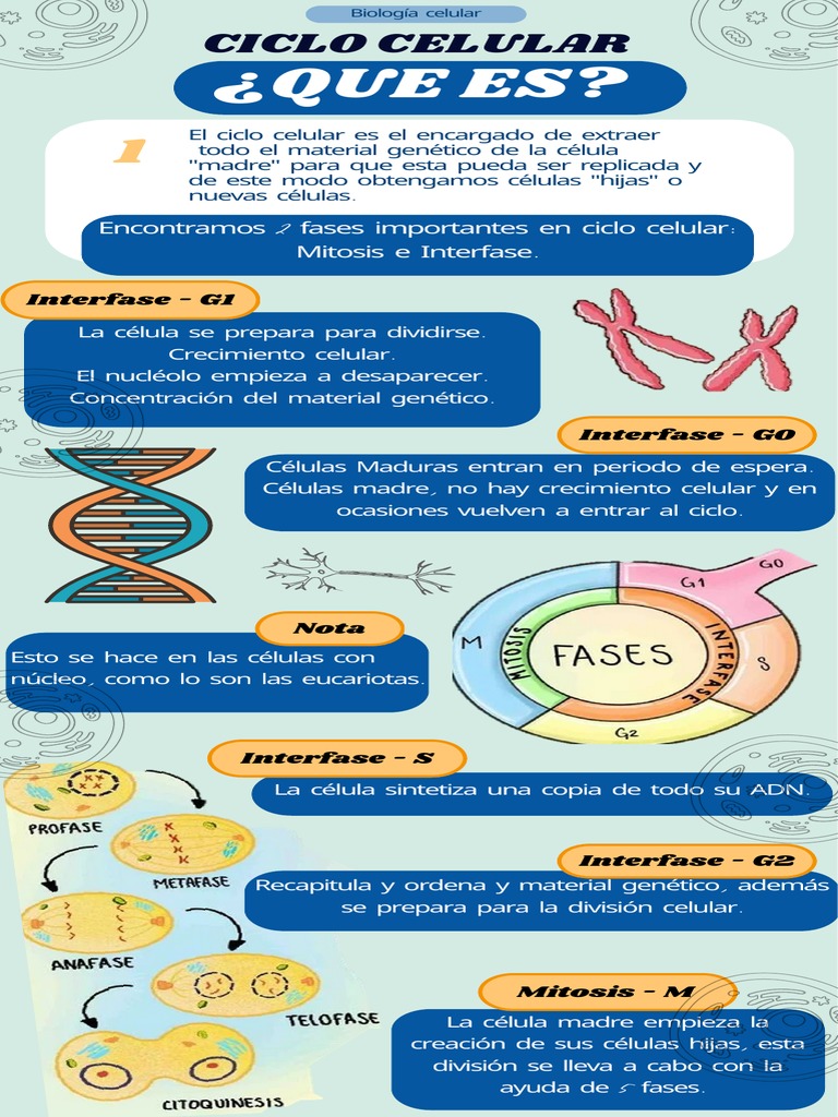 Infografía Reproducción Celular Mitosis Ilustrativo Azul | PDF