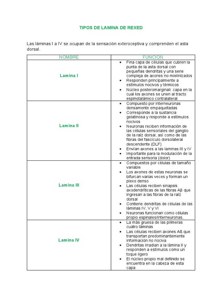 Tipos de láminas de Rexed en la médula espinal: estructura y función ...