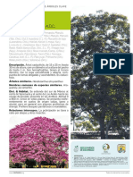 Mangle Blanco | PDF | Mangle | Arboles