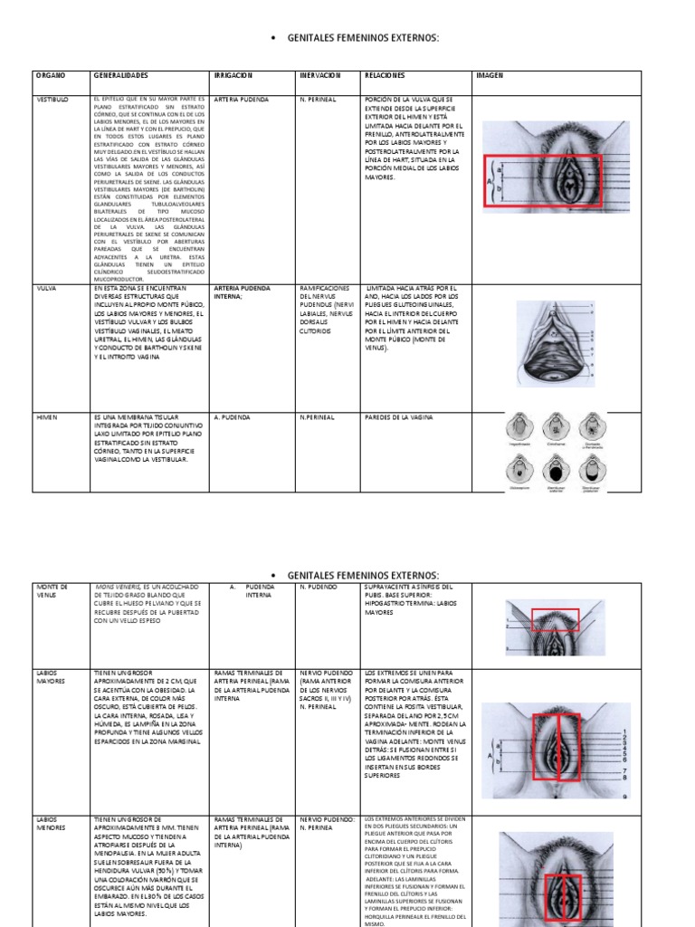 Anatomía de los Genitales Femeninos Externos | PDF | Vagina | Labios