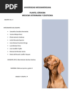 Practica de Cistocentesis | PDF | Especialidades Medicas | Medicina CLINICA