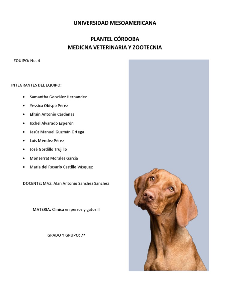 Cistocentesis | PDF | Vejiga urinaria | Ciencias de la Salud