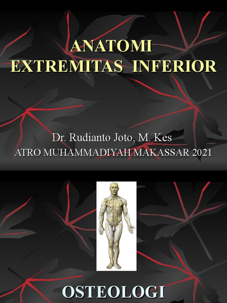 Anatomy of Lower Extremities | PDF | Human Leg | Skeletal System