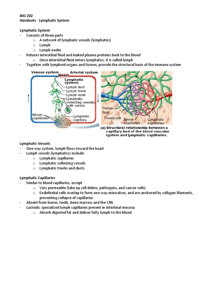 Handouts Lymphatic System F11 | PDF | Lymphatic System | Lymph Node