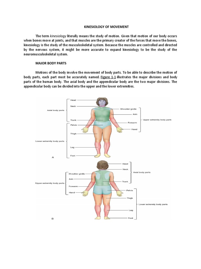 Lecture 2 PE 101 | PDF | Anatomical Terms Of Motion | Pelvis