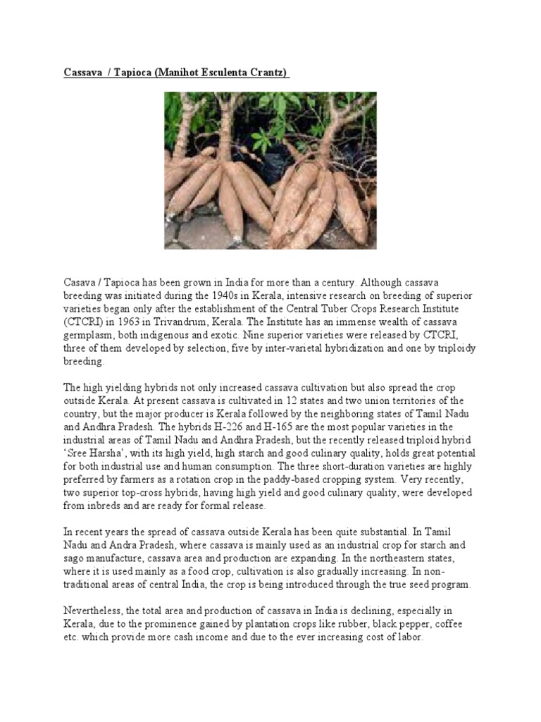 Tapioca | PDF | Food Industry | Crops
