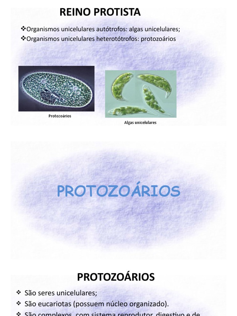 8 Aula - Protozoários e Algas - Cópia | PDF | Protozoários | Reprodução
