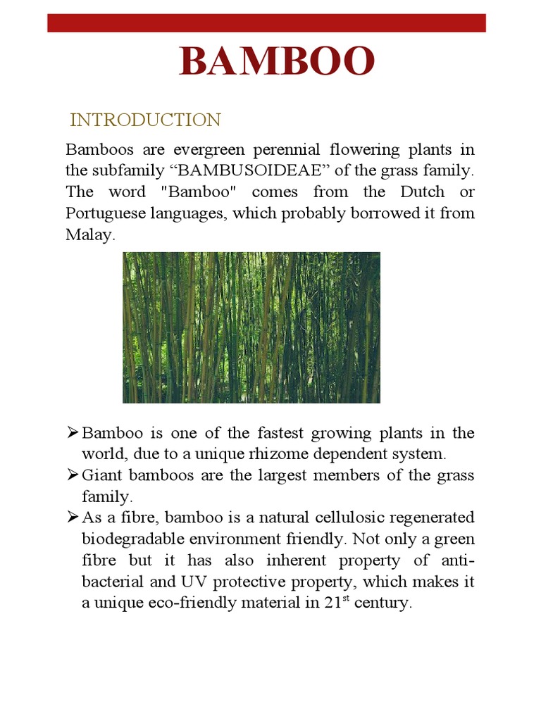 Bamboo Presentation | PDF | Bamboo | Fibers