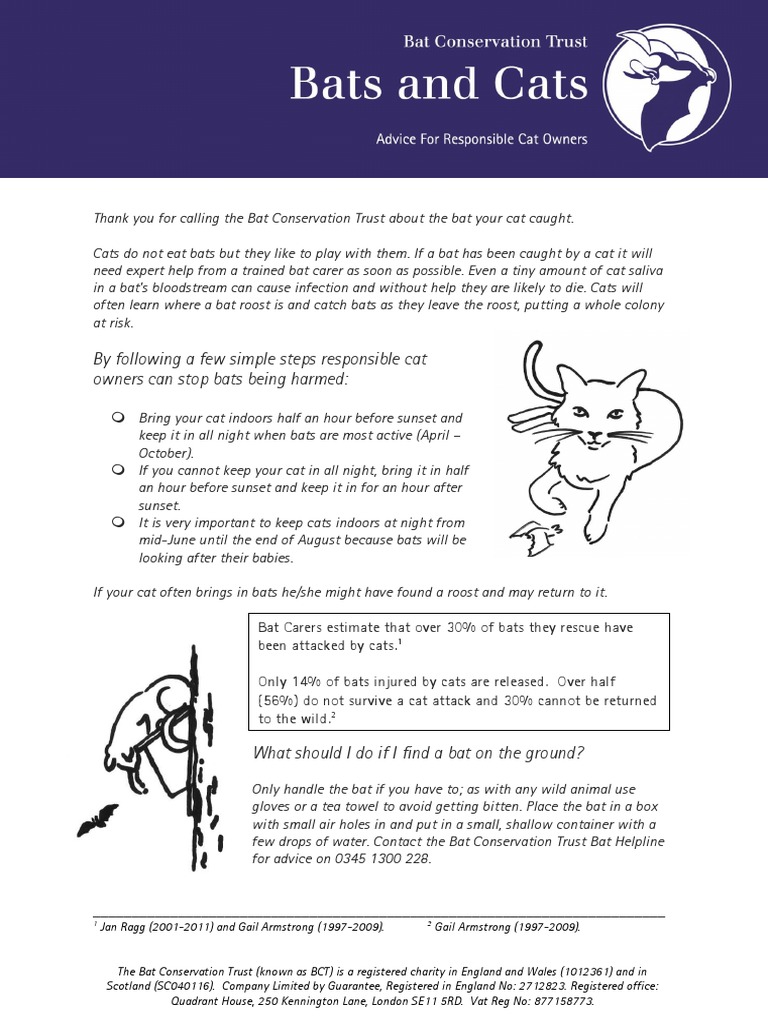 Cats and Bats | PDF | Bat | Cats