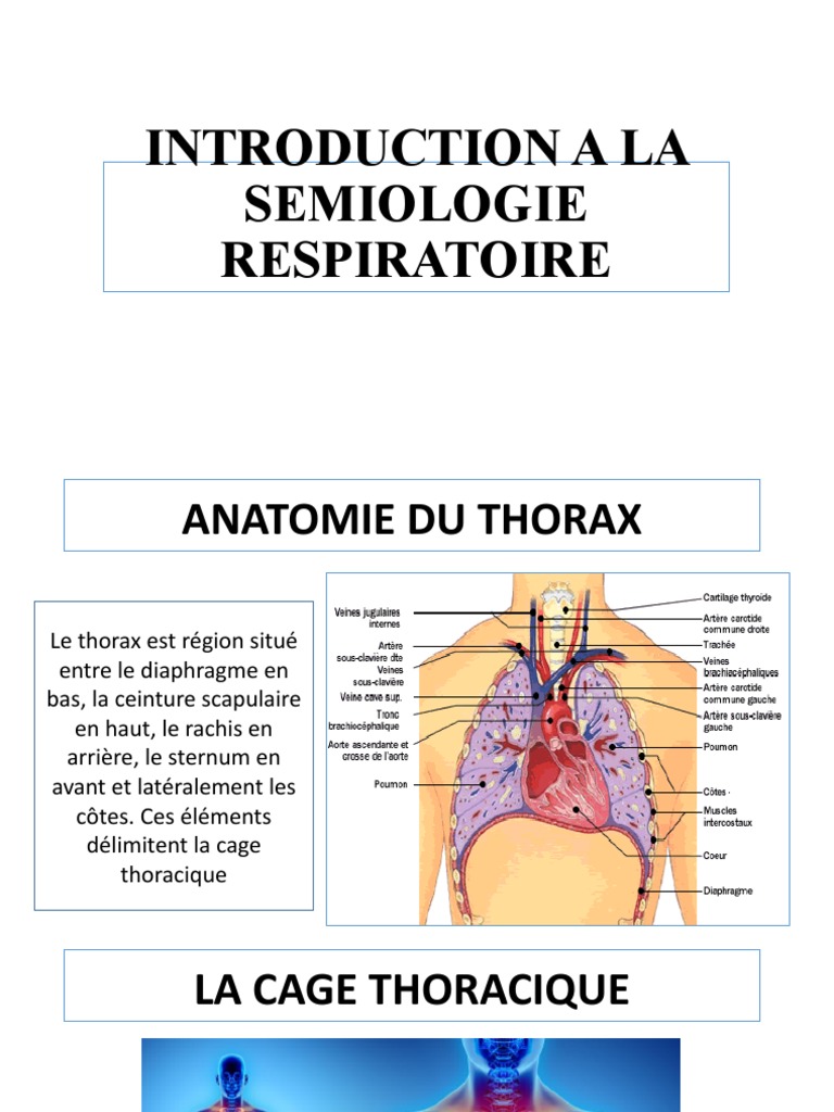 ANATOMIE DU THORAX | PDF
