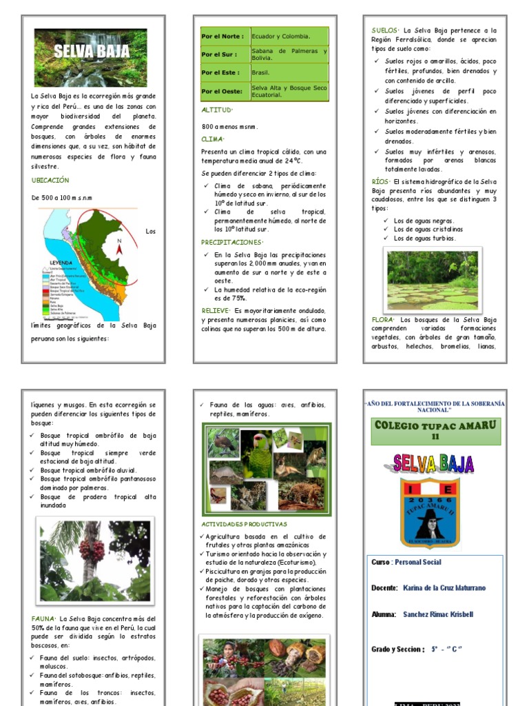 Selva Baja | PDF | Selva | Los bosques