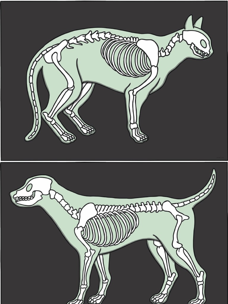 Schelet Animale | PDF | History