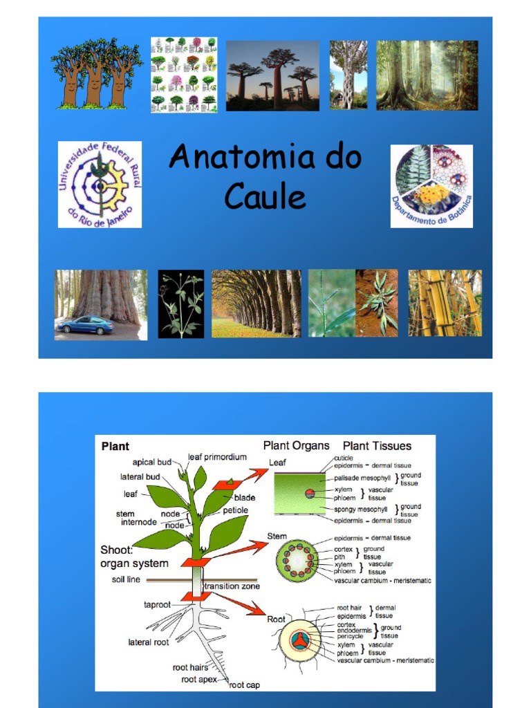 Anatomia Do Caule-2022 | PDF | Latido | Morfologia vegetal