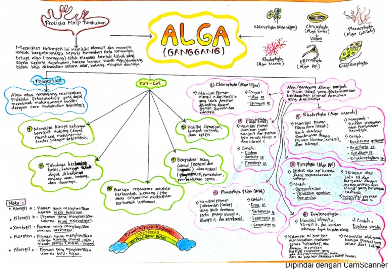 Firyal Rifdah Rachman - 1202060029 - Bagan Konsep Alga | PDF