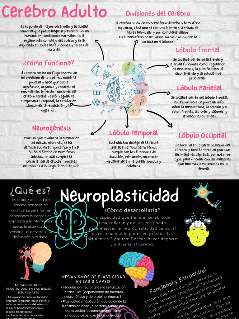 Cerebro, Neurona, Apego y Drogas | PDF | Axon | Neurona