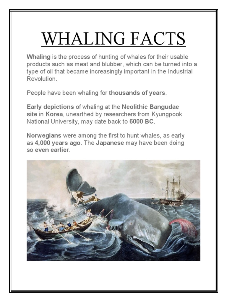 Whaling Facts | PDF | Whaling | Whales