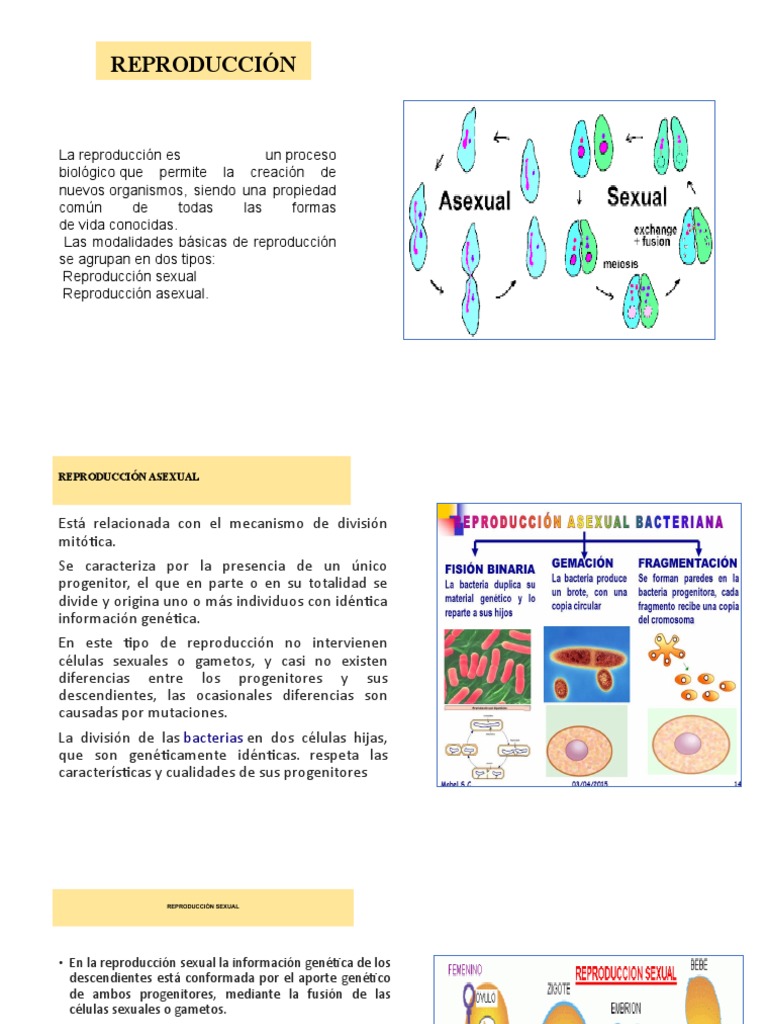 8.-Reproduccion Sexual y Asexual | PDF | Sexo | Reproducción sexual