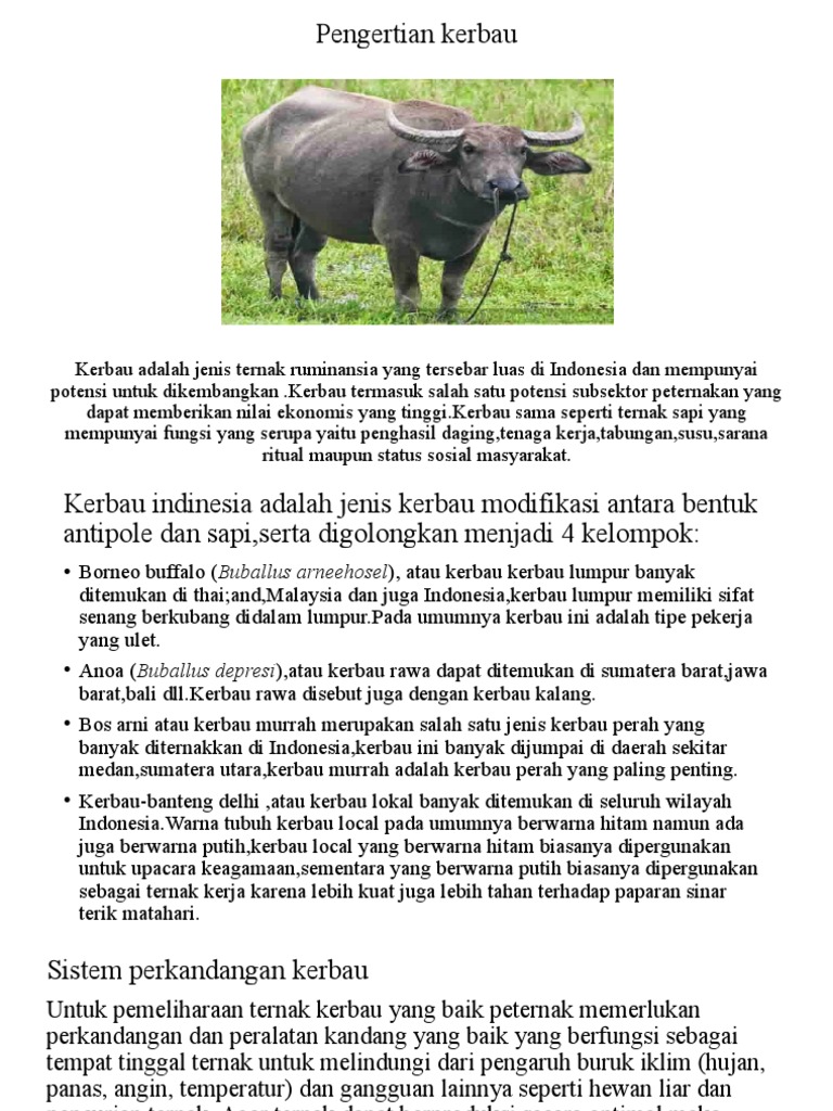 Tugas PPT Kerbau | PDF