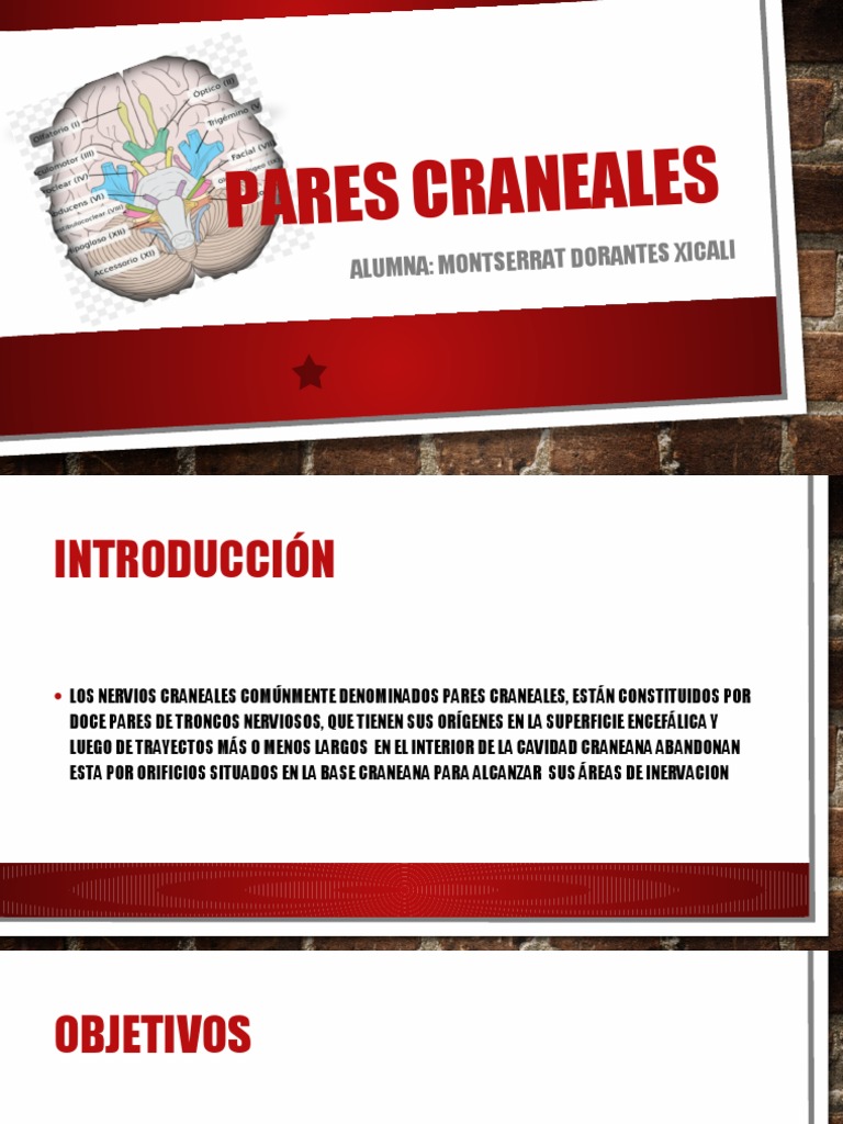 Doce Pares Craneales: Funciones y Orígenes | PDF | Nervio vago ...