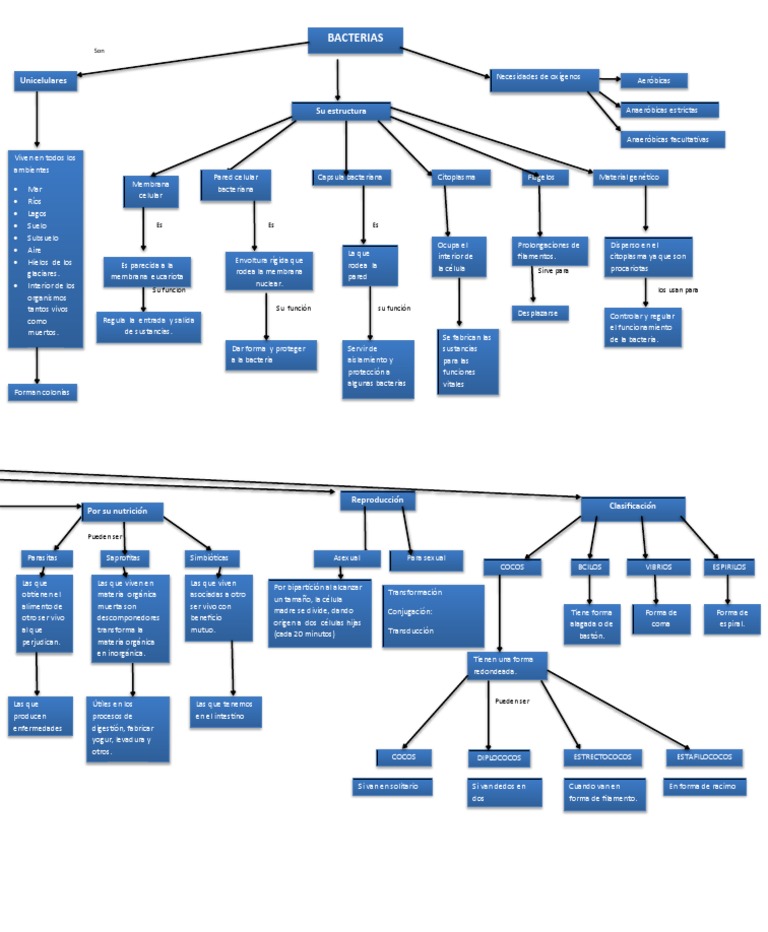 Mapa Conceptual de Las Bacterias | PDF | Las bacterias | Biología Celular)