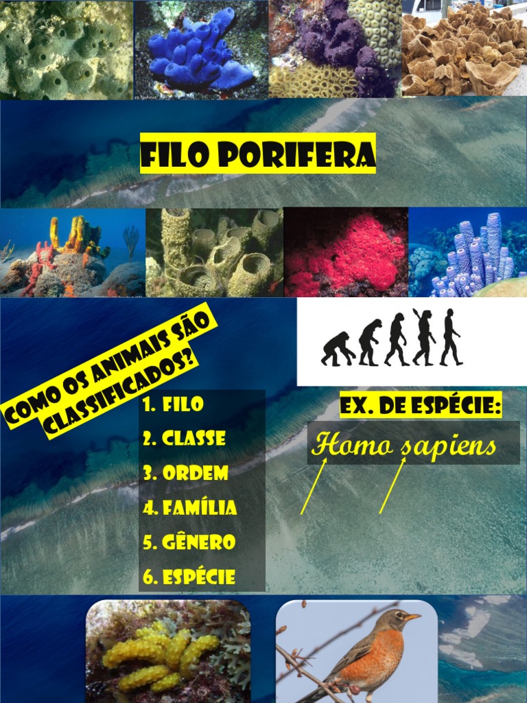 Filo Porifera | PDF | Esponja | Biologia