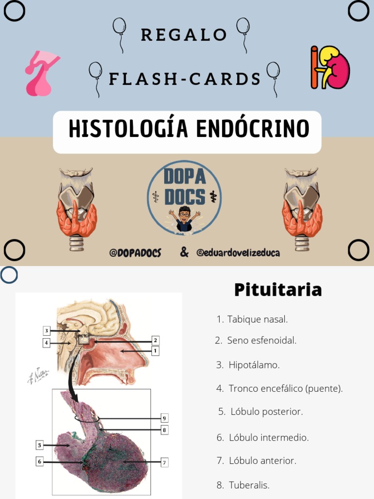 Flash Cards - Histología Endocrino | PDF | Glándula pituitaria | Páncreas