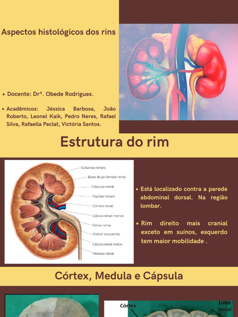 Aspectos Histologicos Dos Rins | PDF | Rim | Histologia
