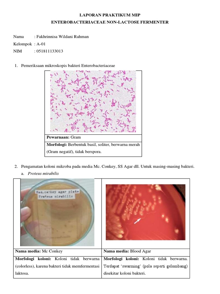 Laprak Enterobacteriaceae Non Lactose Fermenter | PDF