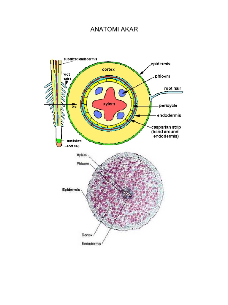 ANATOMI AKAR