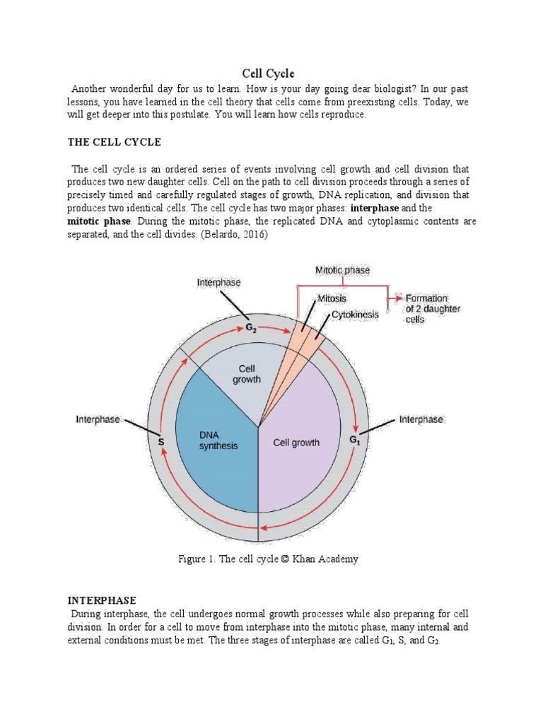 Cell Cycle Notes | PDF | Mitosis | Cell Cycle